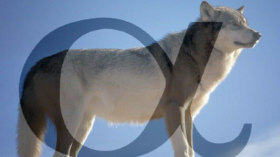 Will the Real Alphas Stand Up? - Fiduciary Wealth Partners